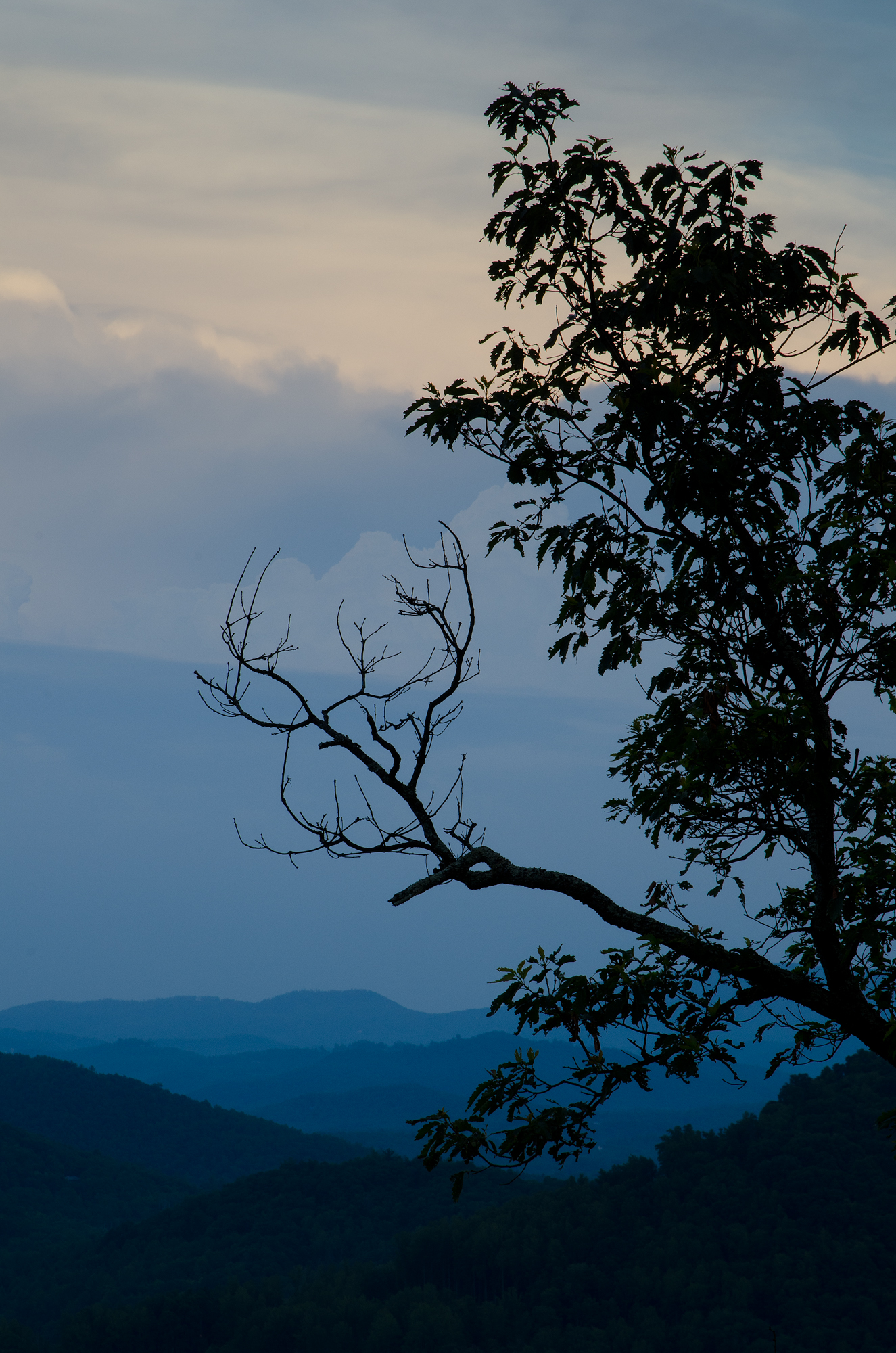 Mountain Branch | Shutterbug